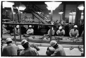 Immigrant Workers Buck Long Slide in Meatpacking; Raids Follow as ...